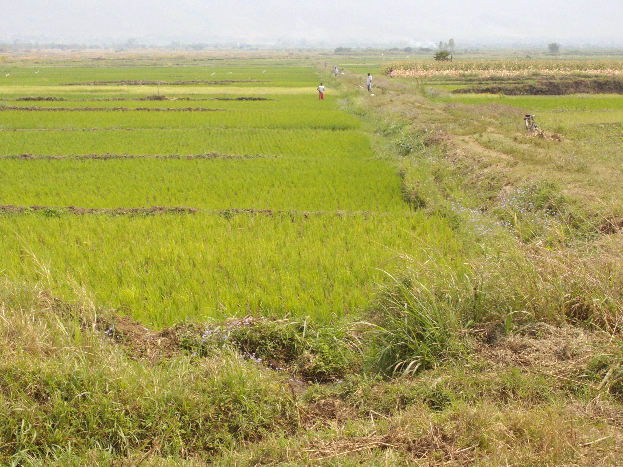 Resistant, Efficient, Nutritious Rice for a Food-secure Future ...