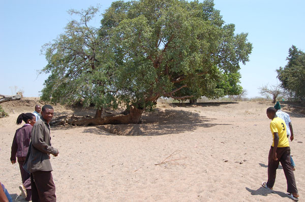 Finding Water with Trees - TheWaterChannel