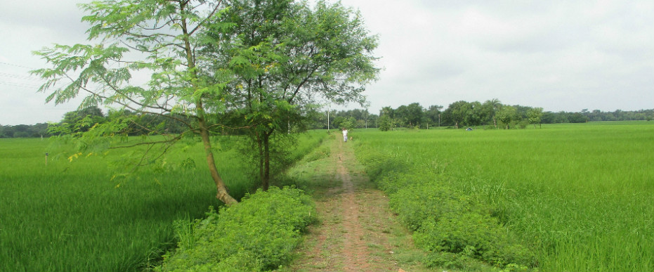 Managing the Polder Patchwork - TheWaterChannel