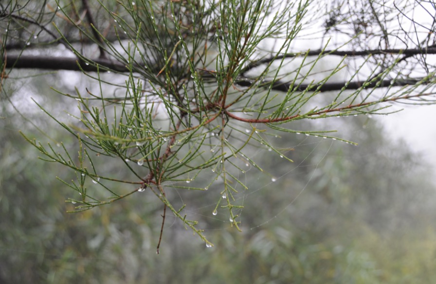 masterclass: Fog collection for water management and sustainable ...