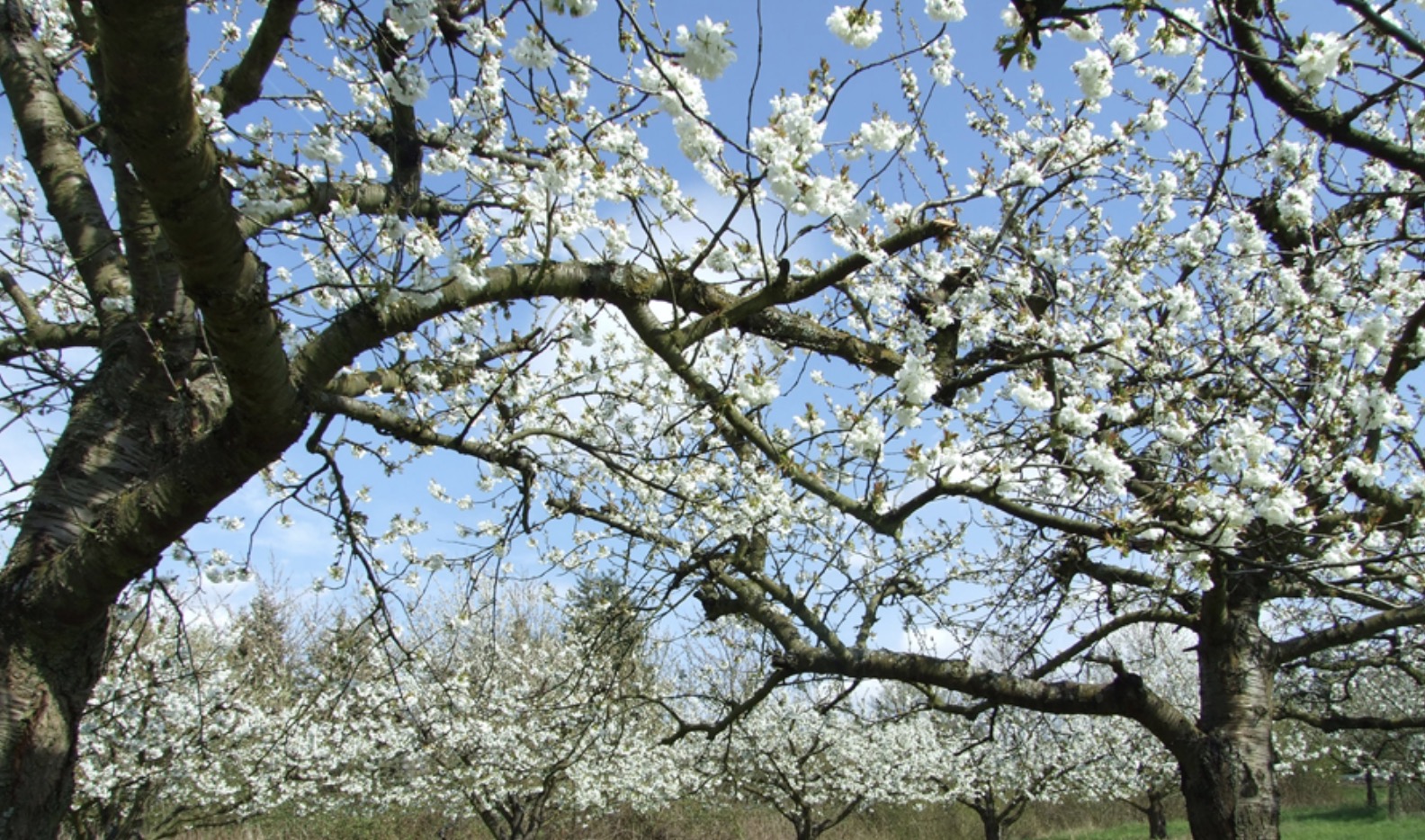 Cherry trees, food, landscape - TheWaterChannel