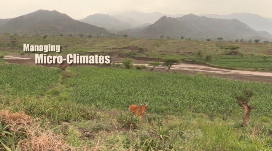 Managing Microclimates - TheWaterChannel