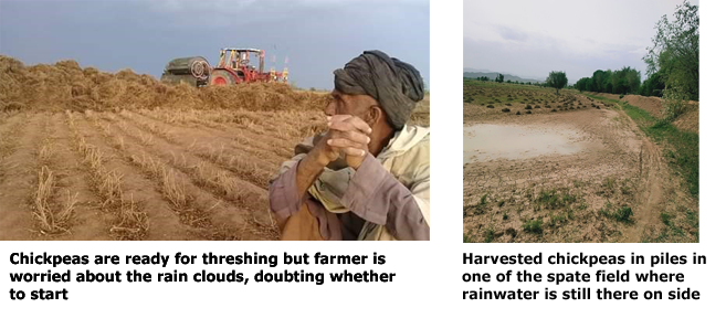 A year in spate irrigation: floods as blessings, rain as a problem ...