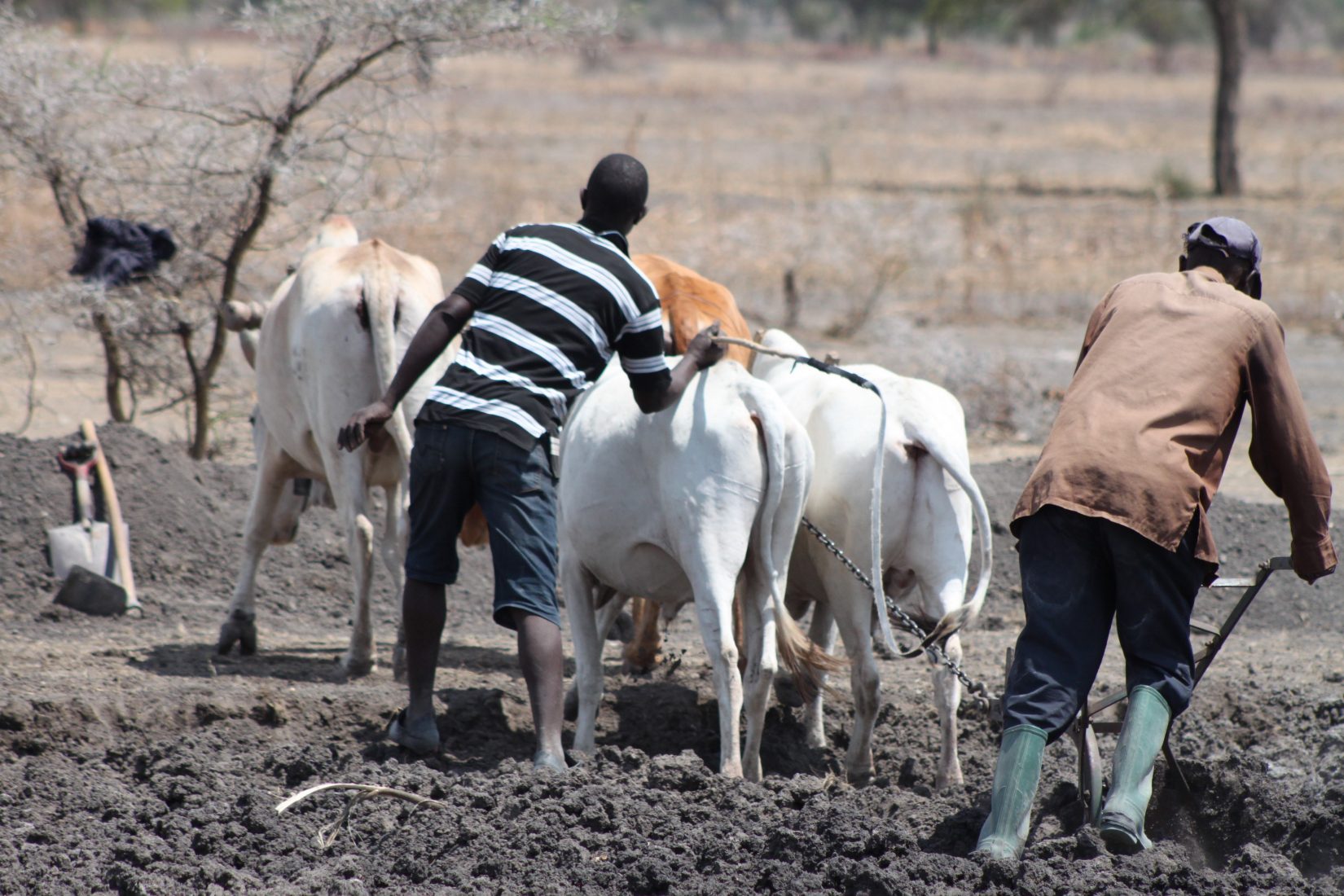 Intermediary mechanization for construction of dug-out ponds ...
