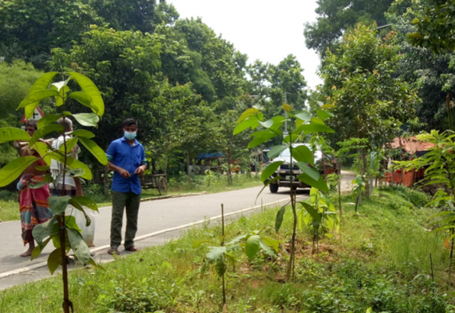 Why the Government’s Roadside Tree Plantations programme is important ...