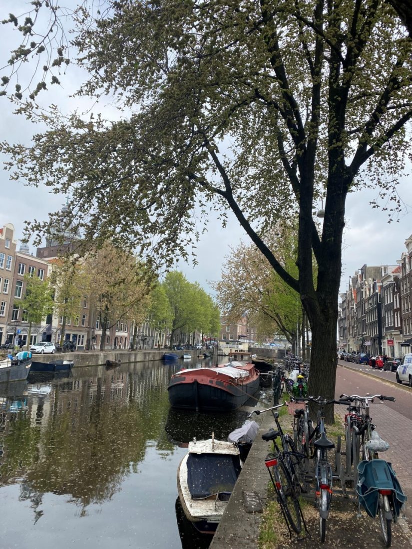 Signature trees in cities: the Amsterdam elm - TheWaterChannel