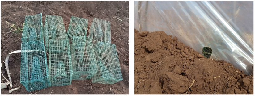 TBS: an Ecologically-based Rodent Management technique that can work ...