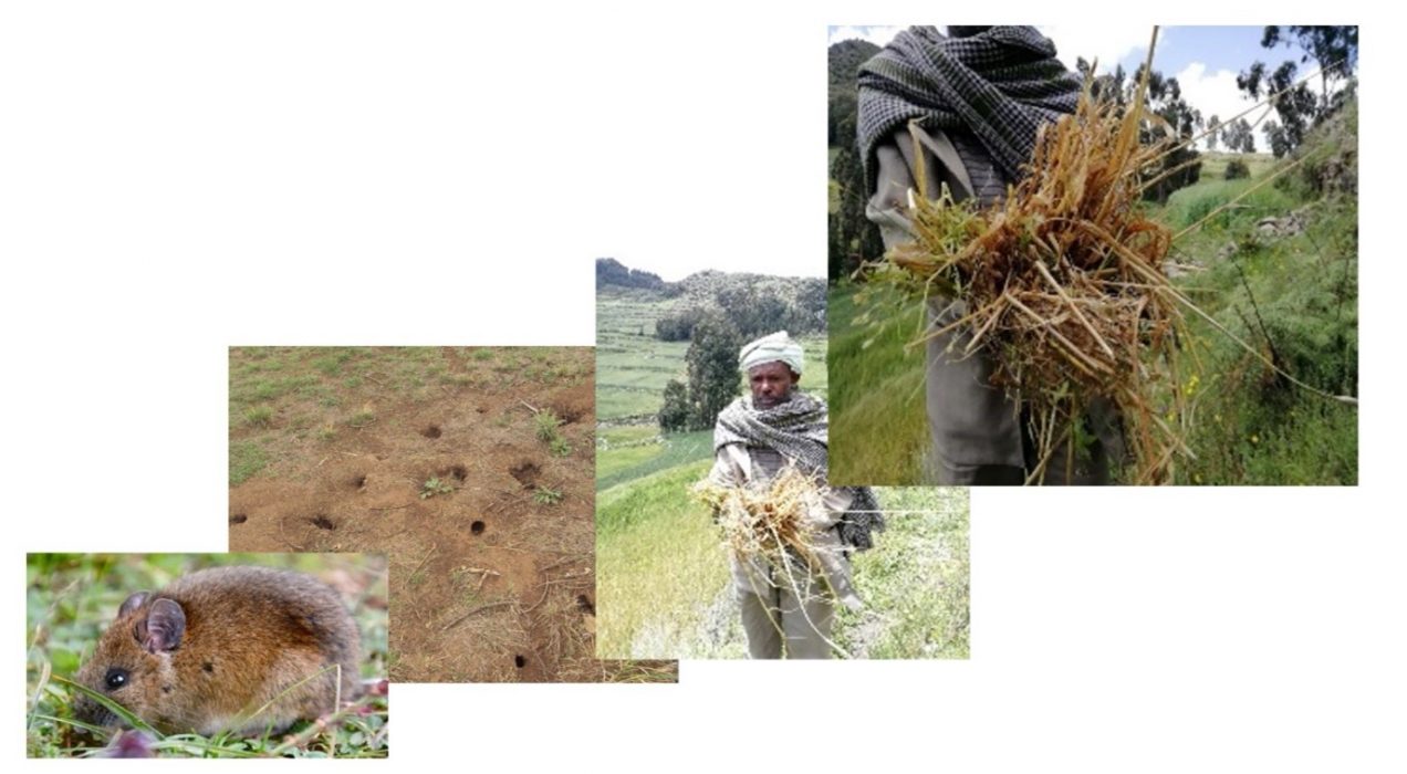 Improving hygiene and health: village level ecologically based rodent ...