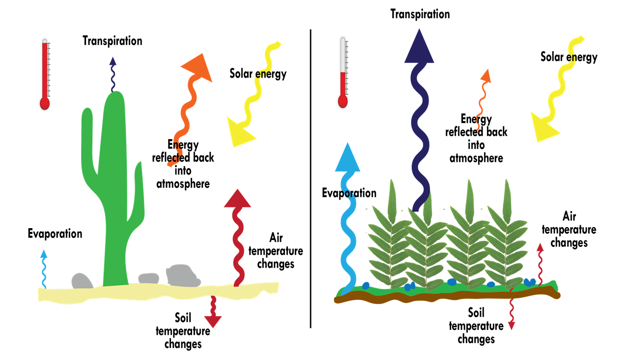 A ‘Third Way’ to Combat Climate Change: Microclimates - TheWaterChannel