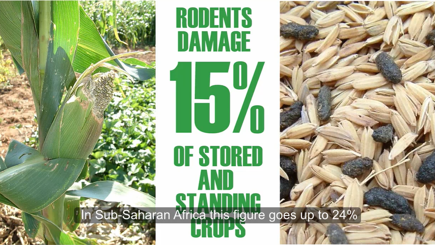 Rodent Green Biorodenticide: Winner of the 2021 Olam Prize ...