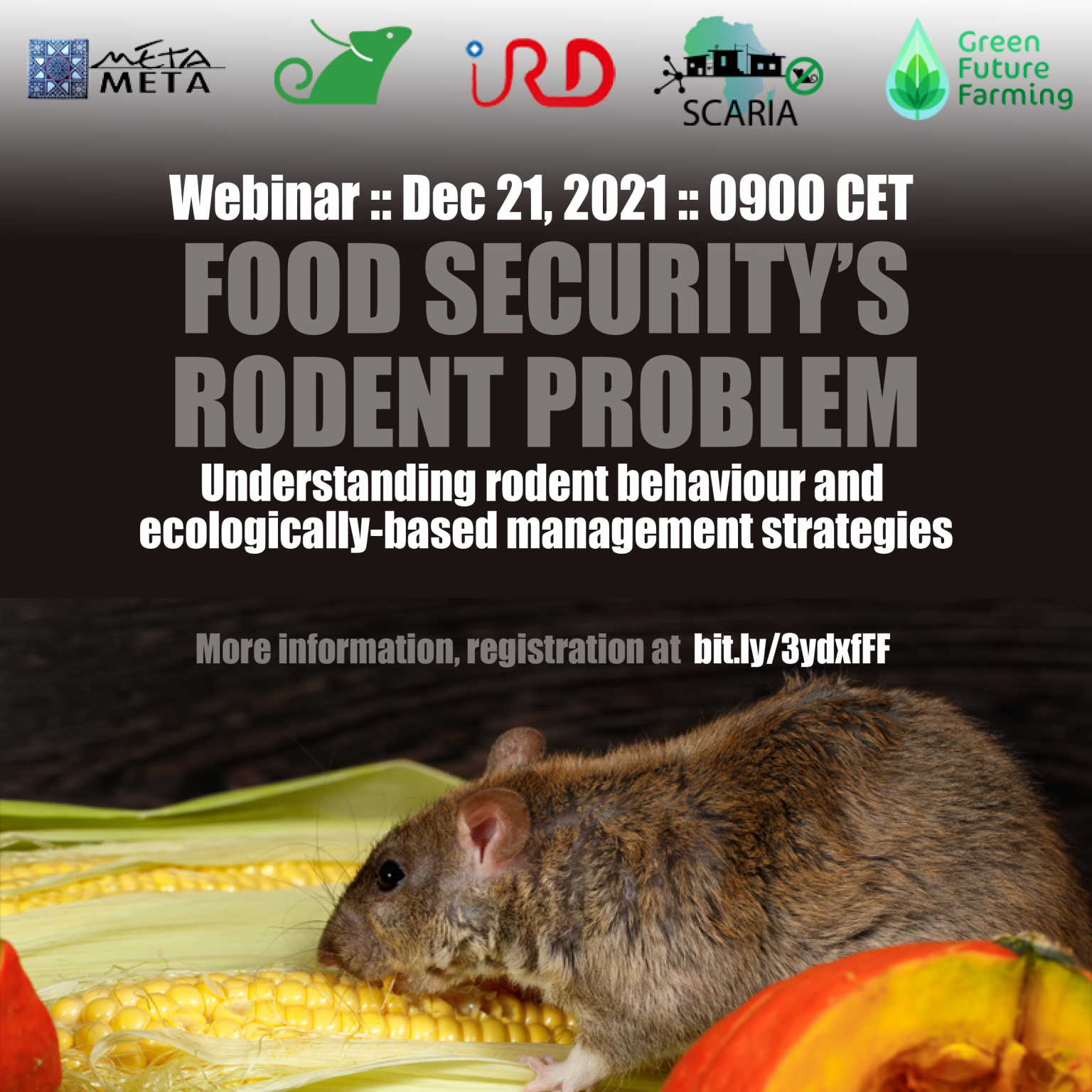 Food Security’s Rodent Problem - TheWaterChannel
