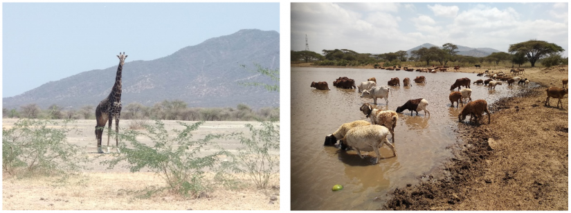On rangeland degradation and how to spot it from above - TheWaterChannel