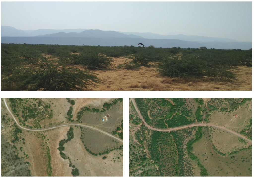 On rangeland degradation and how to spot it from above - TheWaterChannel
