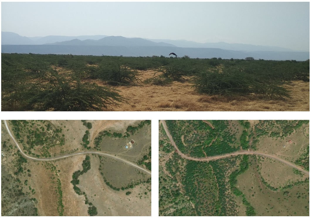 On rangeland degradation and how to spot it from above - TheWaterChannel