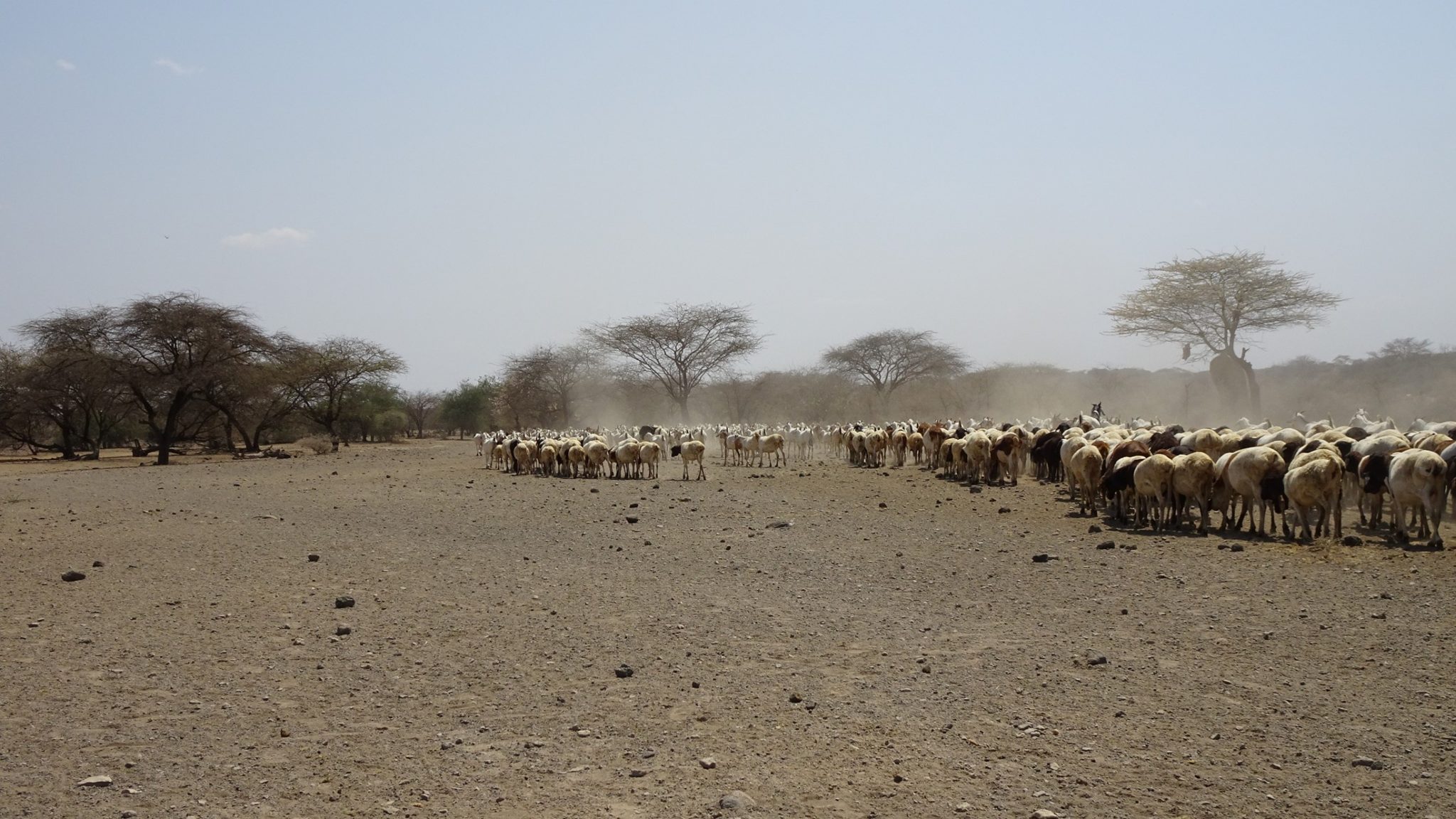 On rangeland degradation and how to spot it from above - TheWaterChannel