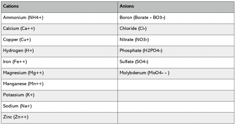 Soil nutrients for healthy plants - TheWaterChannel