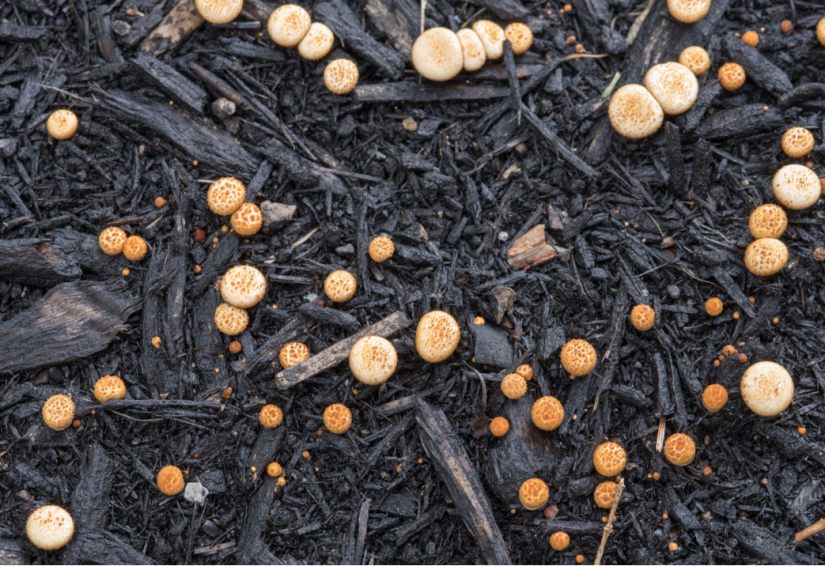 Thriving fungi networks and local climates - TheWaterChannel