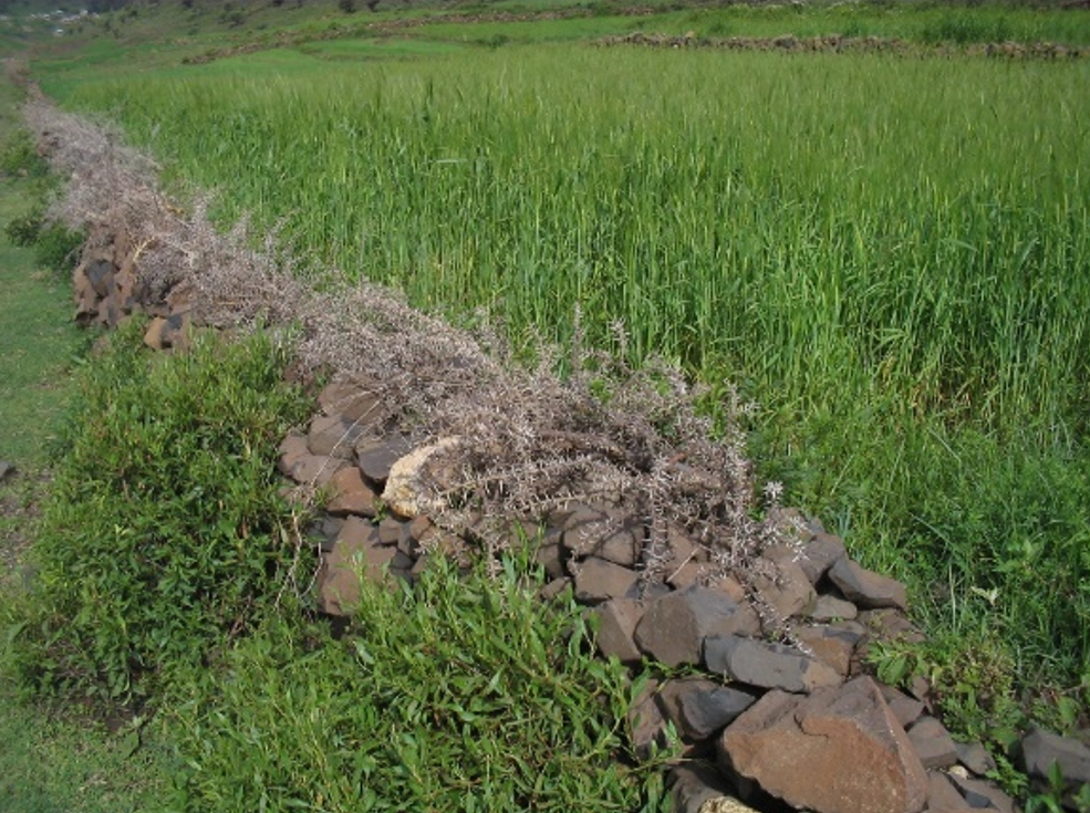 Establishing Ecological Based Rodent Management in Ethiopia - Part 3 ...