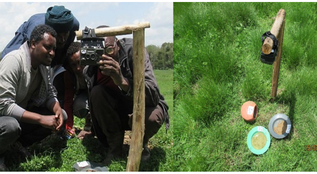 Establishing Ecological Based Rodent Management in Ethiopia - Part 3 ...