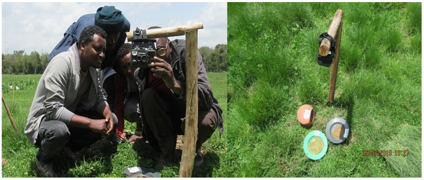 Establishing Ecological Based Rodent Management in Ethiopia - Part 2 ...