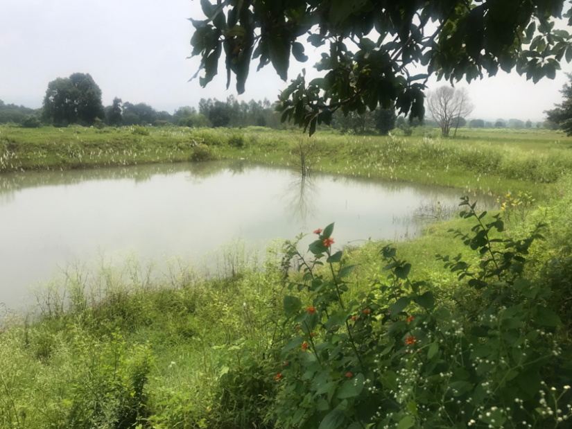 Ponds as an asset for agriculture: how to keep them full - TheWaterChannel