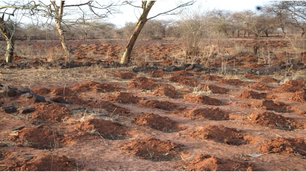 Reducing drought vulnerability of rainfed crop by using mechanized Zaï ...