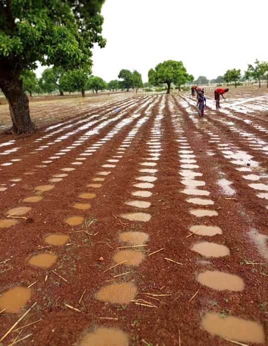 Reducing drought vulnerability of rainfed crop by using mechanized Zaï - TheWaterChannel