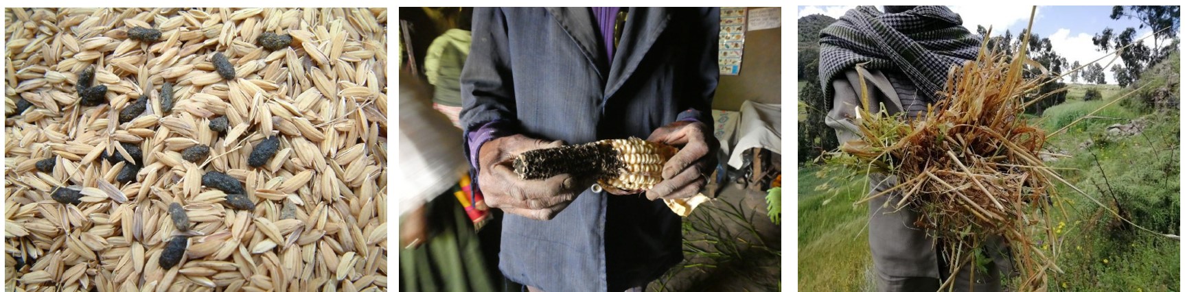 Rodent damage is real - and critical to understand before one can curb ...