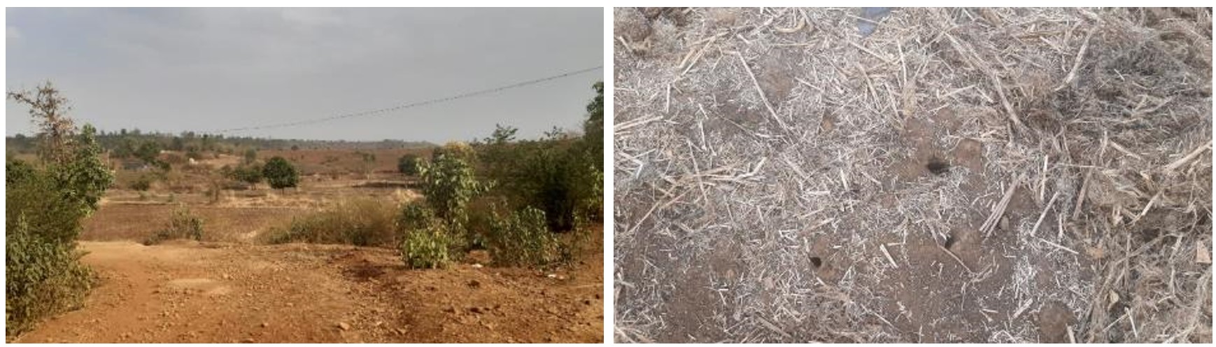 Rodent damage is real - and critical to understand before one can curb ...