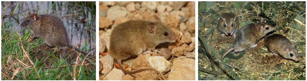 Rodent damage is real - and critical to understand before one can curb ...