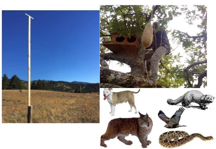 Options for effective Ecologically-Based Rodent Management in India ...