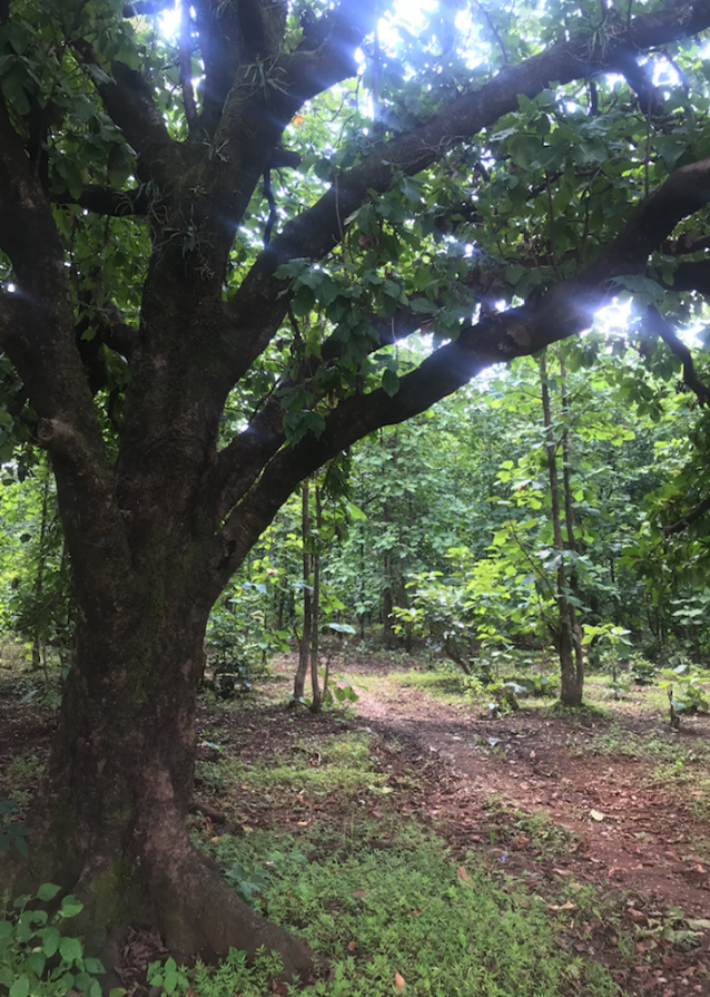 Examples of management of the commons by communities in rural India ...