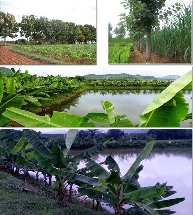 Using the “Edges in nature”; Perennials plantation on field/farm bunds ...