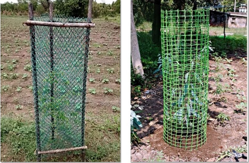 Using the “Edges in nature”; Perennials plantation on field/farm bunds ...