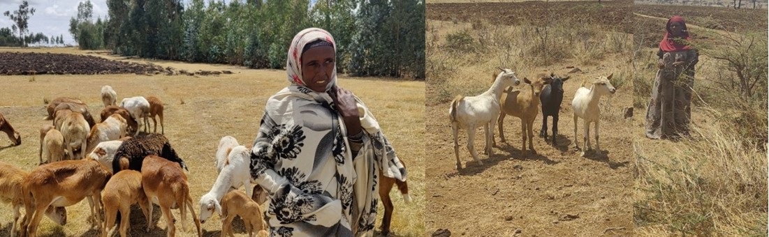 Watershed Management and Job Opportunity: Experiences from Middle Awash ...