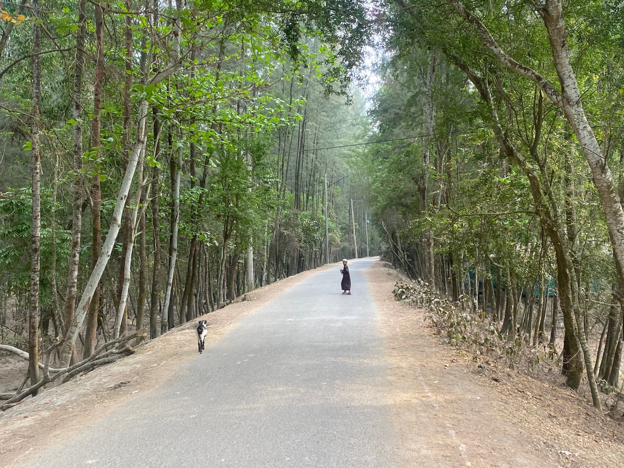 Roadside social forestry: managing road side commons - TheWaterChannel