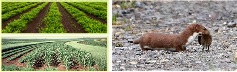 Call to action: Let’s work together to curtail rodents harmful impact ...