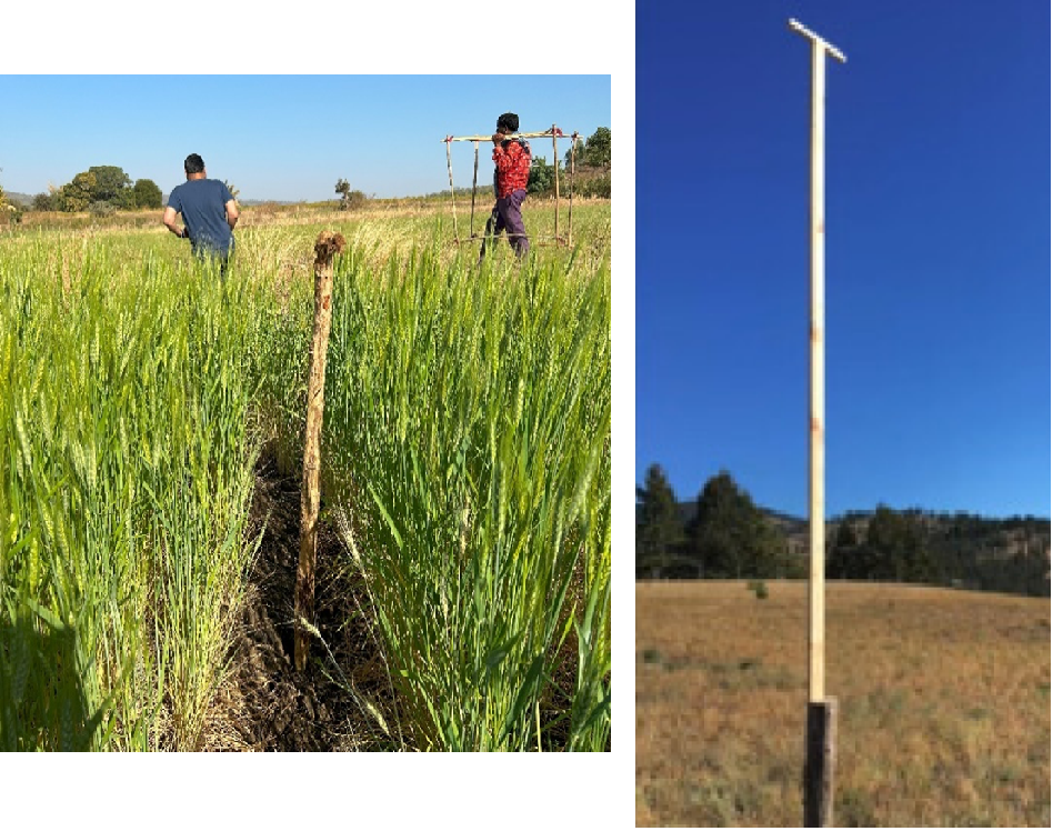 Traditional rat trapping methods in Madhya Pradesh, India ...