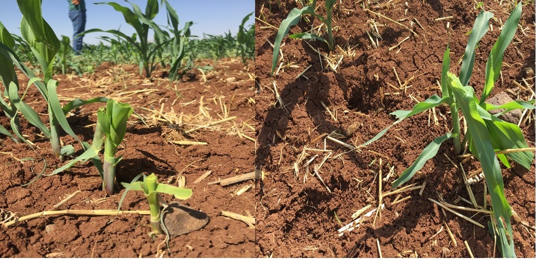 Rodents in South East Anatolia: Taking Stock - TheWaterChannel