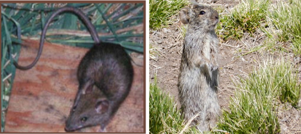 How can Ecologically-Based Rodent Management support biodiversity ...