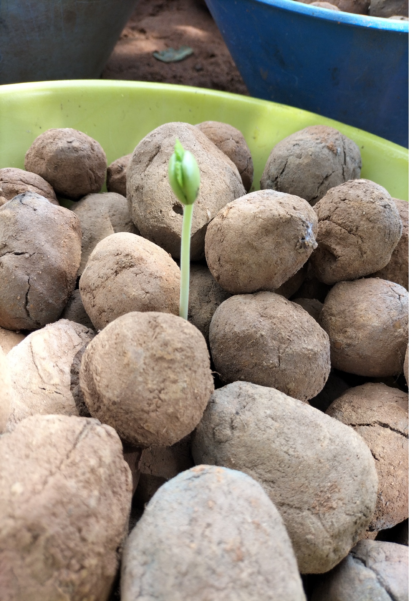 Seed Balls: An Innovative Afforestation Technique - TheWaterChannel