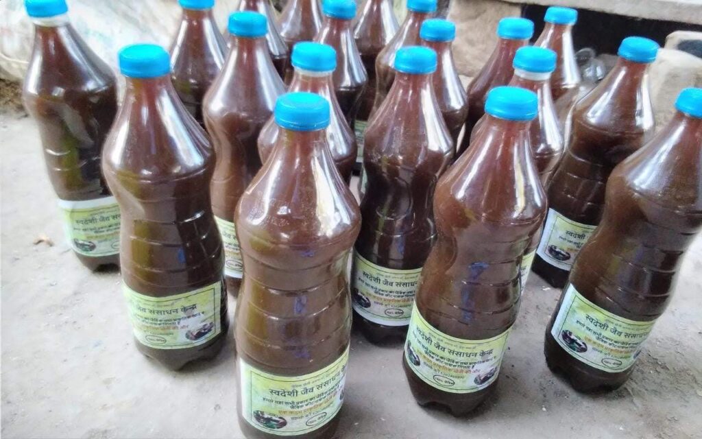 How watermelon became a boon for the farmers of Torpa, India ...