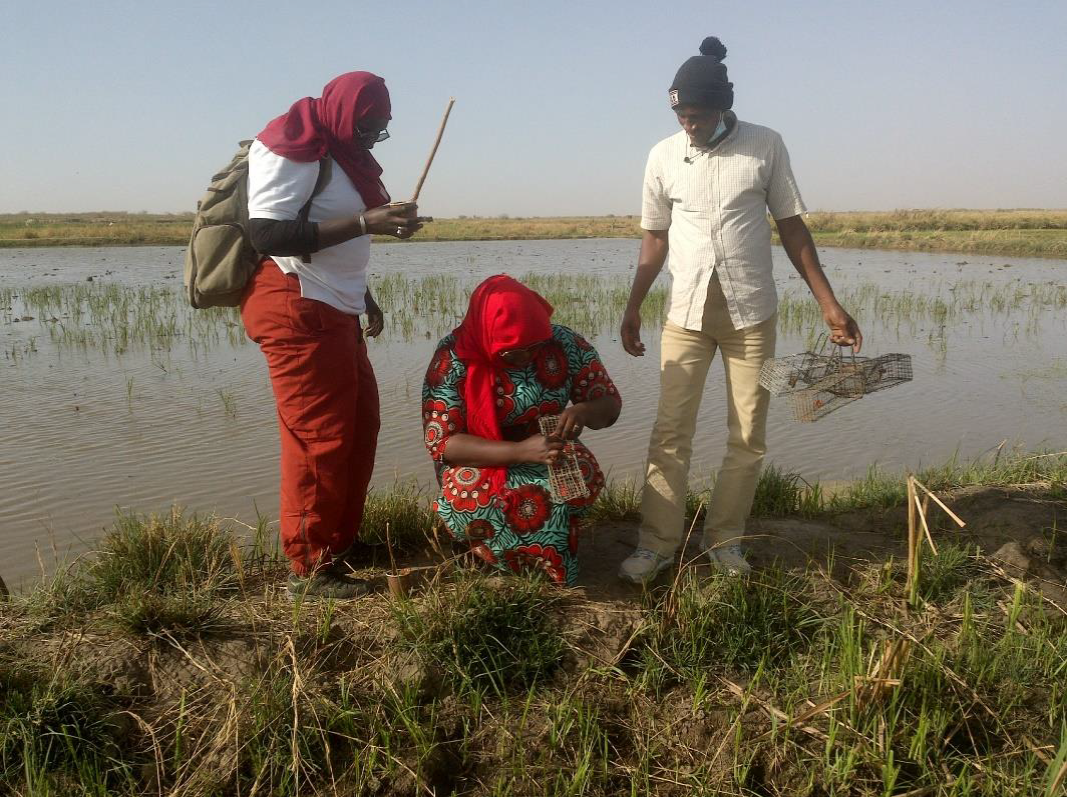 Enhancing rice field resilience: Pioneering Ecologically-Based Rodent ...