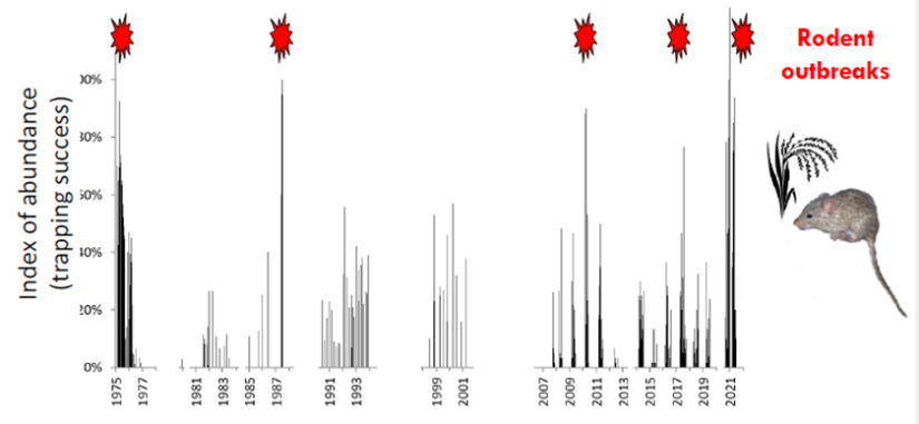 Enhancing rice field resilience: Pioneering Ecologically-Based Rodent ...