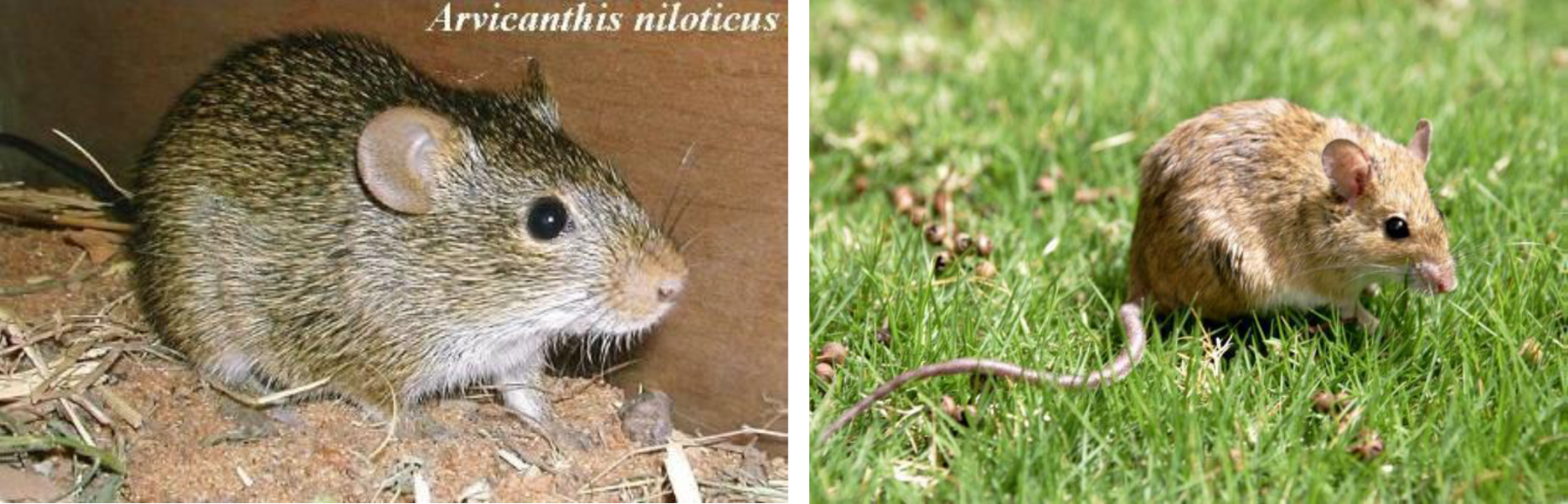 Enhancing rice field resilience: Pioneering Ecologically-Based Rodent ...
