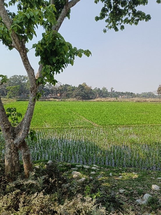 Hedges as a key to regenerative farming - TheWaterChannel