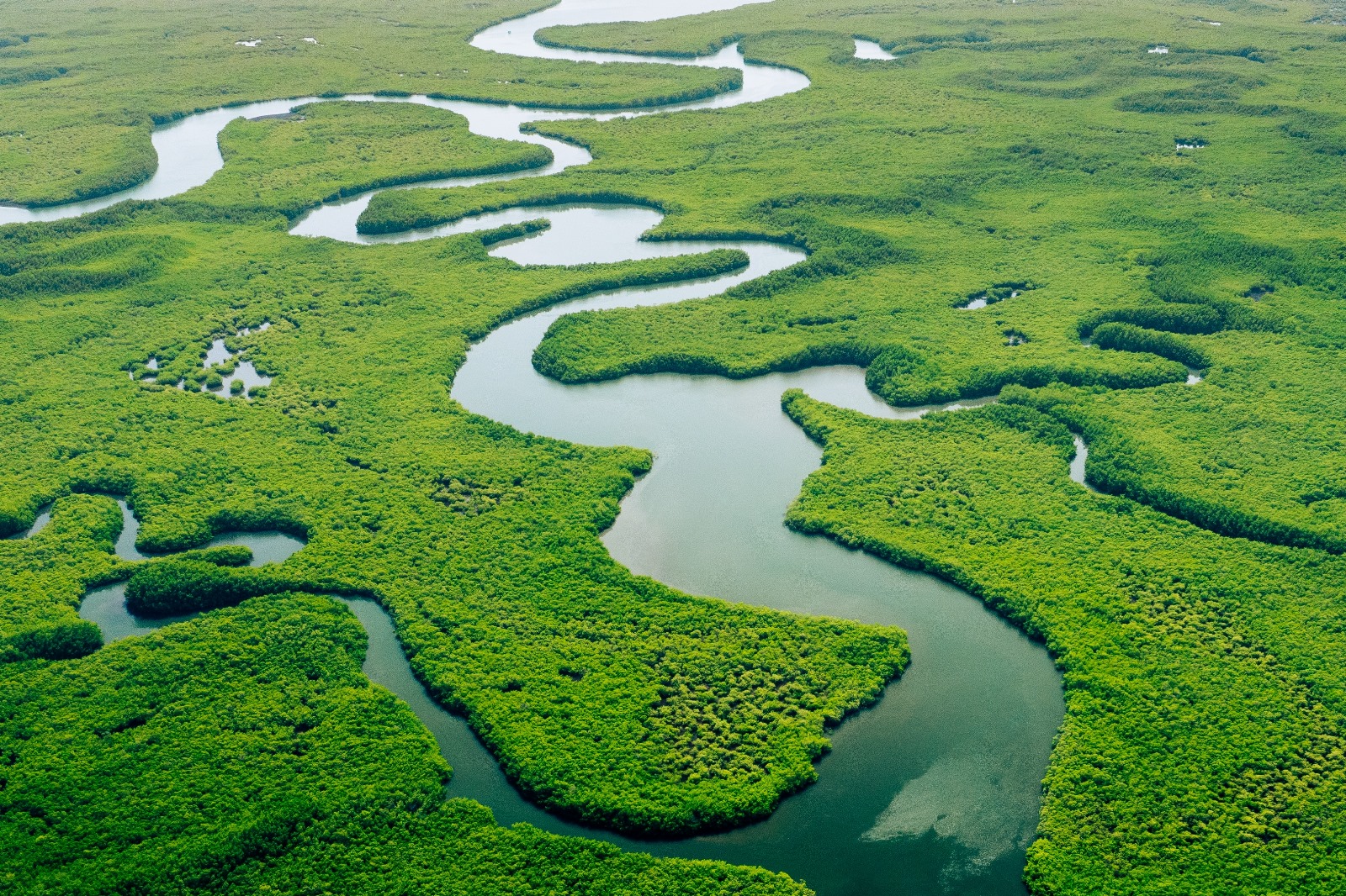 Cooling the Planet with Plants - TheWaterChannel