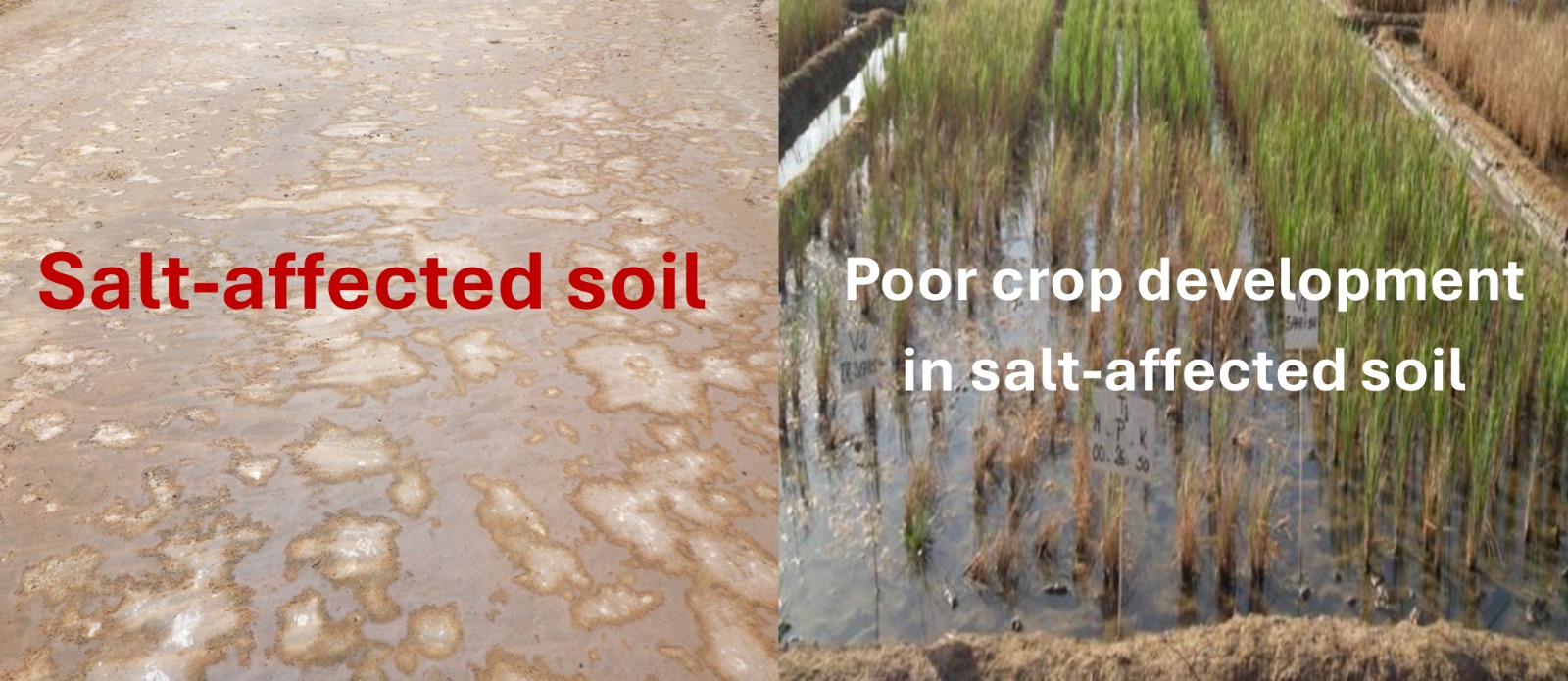 Tackling soil salinity in rice-based systems - TheWaterChannel