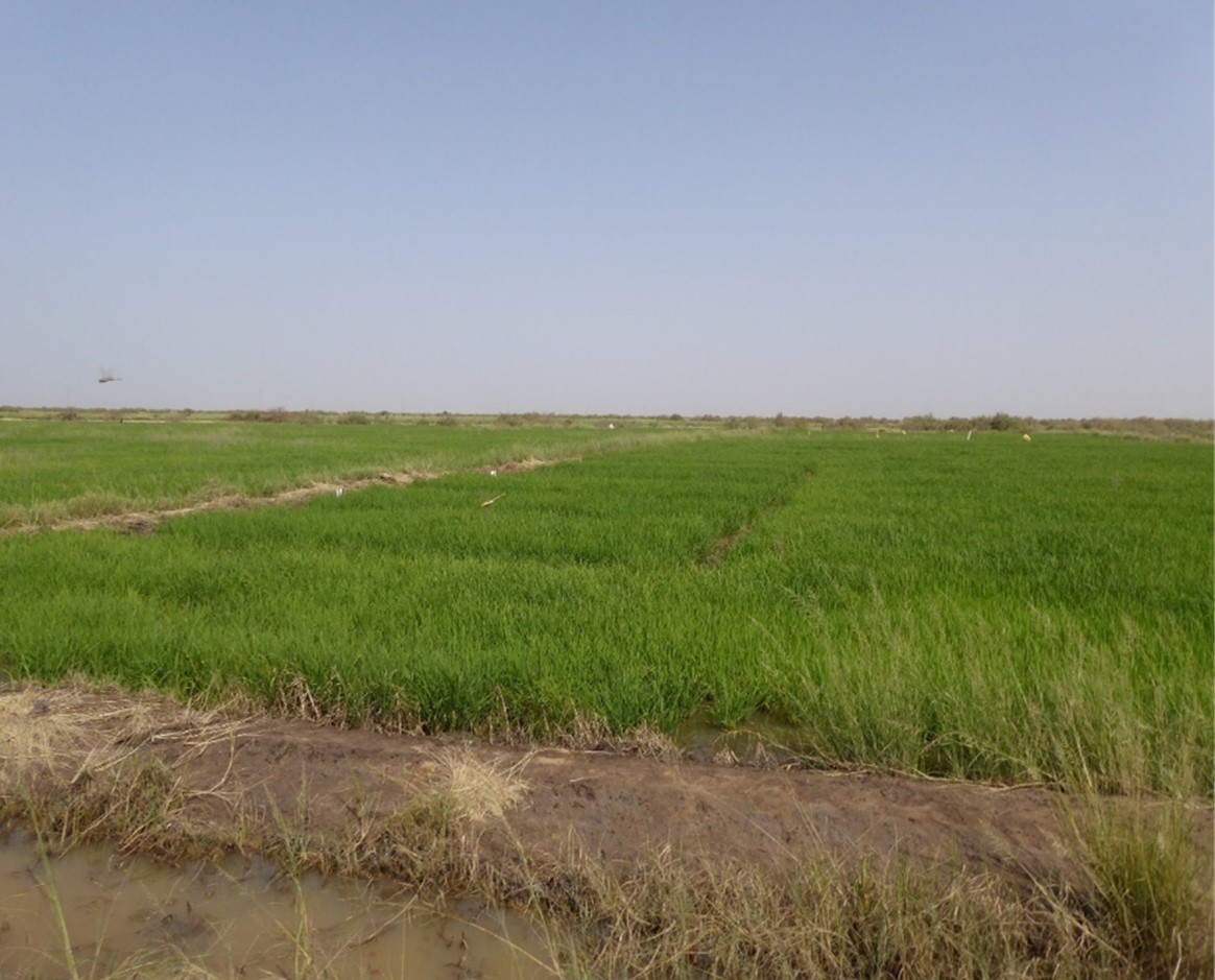 Tackling soil salinization – The importance of water management ...