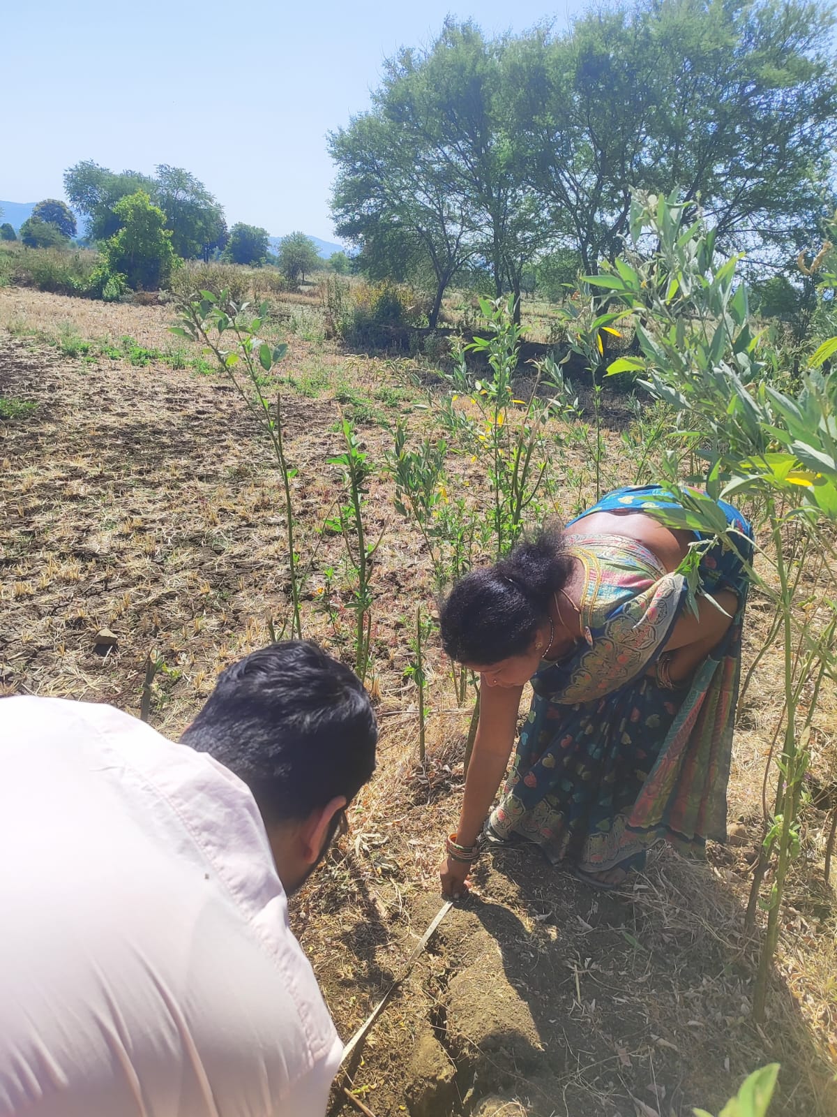 Cost Dynamics of Hedges: Turning Bunds into Profitable Agricultural ...